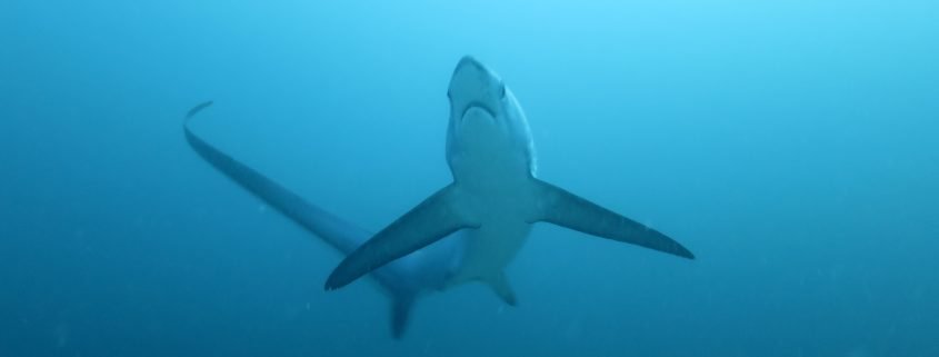 Malapascua - Idyllisch eiland en duiken met de voshaai | Puur Filipijnen